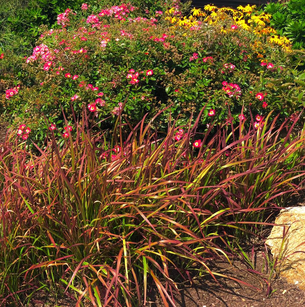 5 Coastal Planting Design Tips - Online Landscape Design